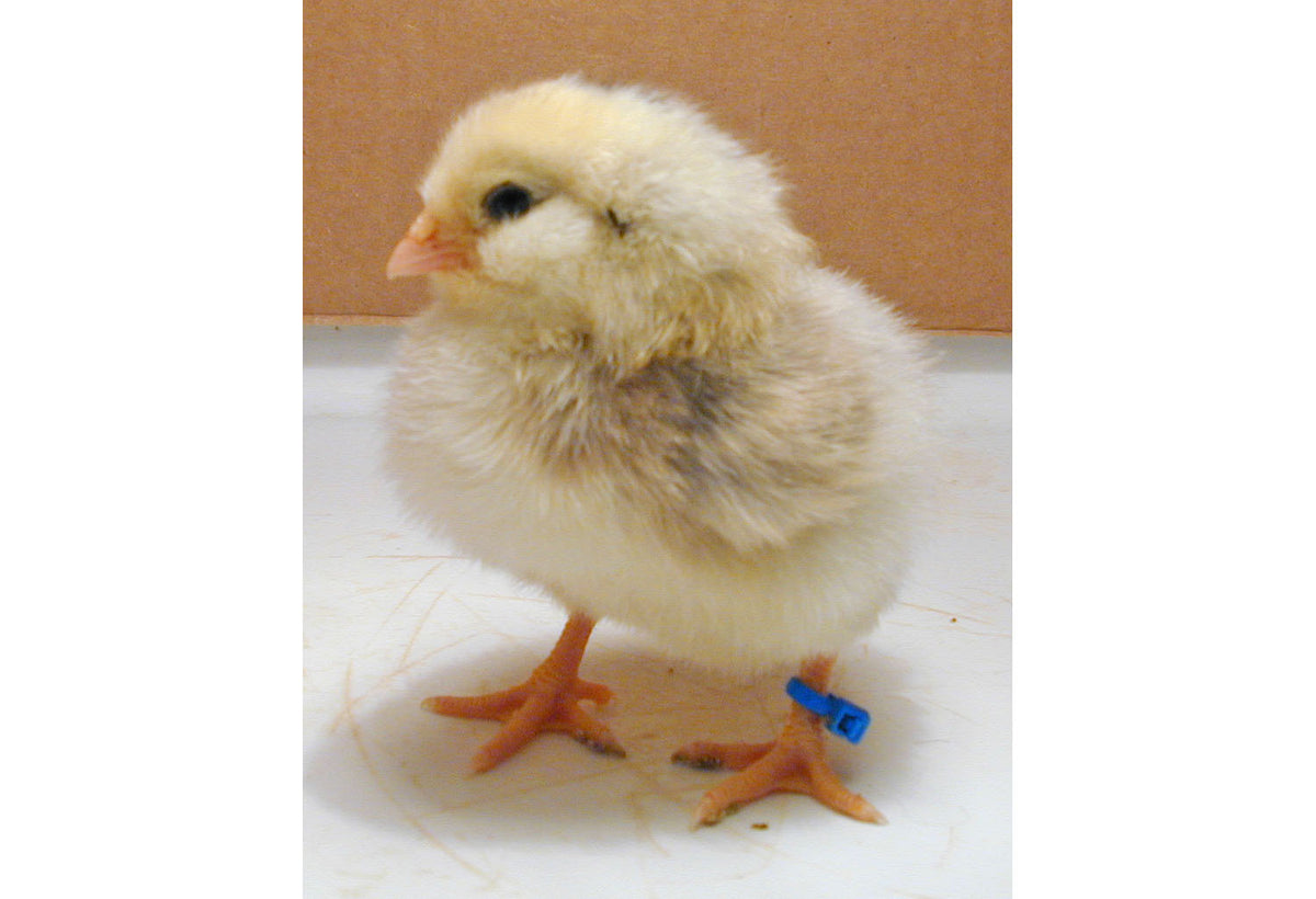 Innovative Uses for Zip Ties: Chicken Identification with Colored Zip ...